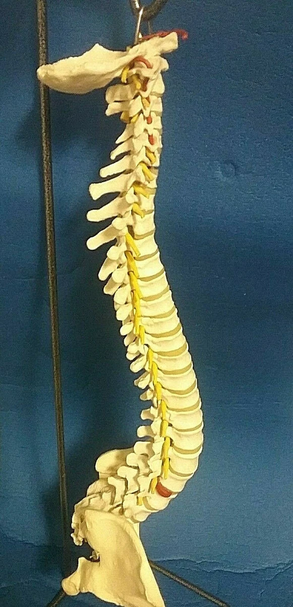 Spinal Cord Model