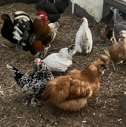 6++ Bantam /Fancy Mix Breeds, Possible rare Purebred Eggs | eBay