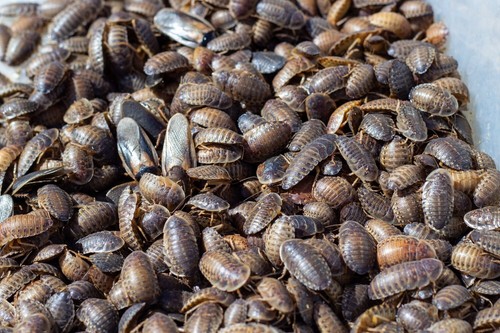 1000 ct Dubia Roaches 1/2 inch - Free Shipping | eBay