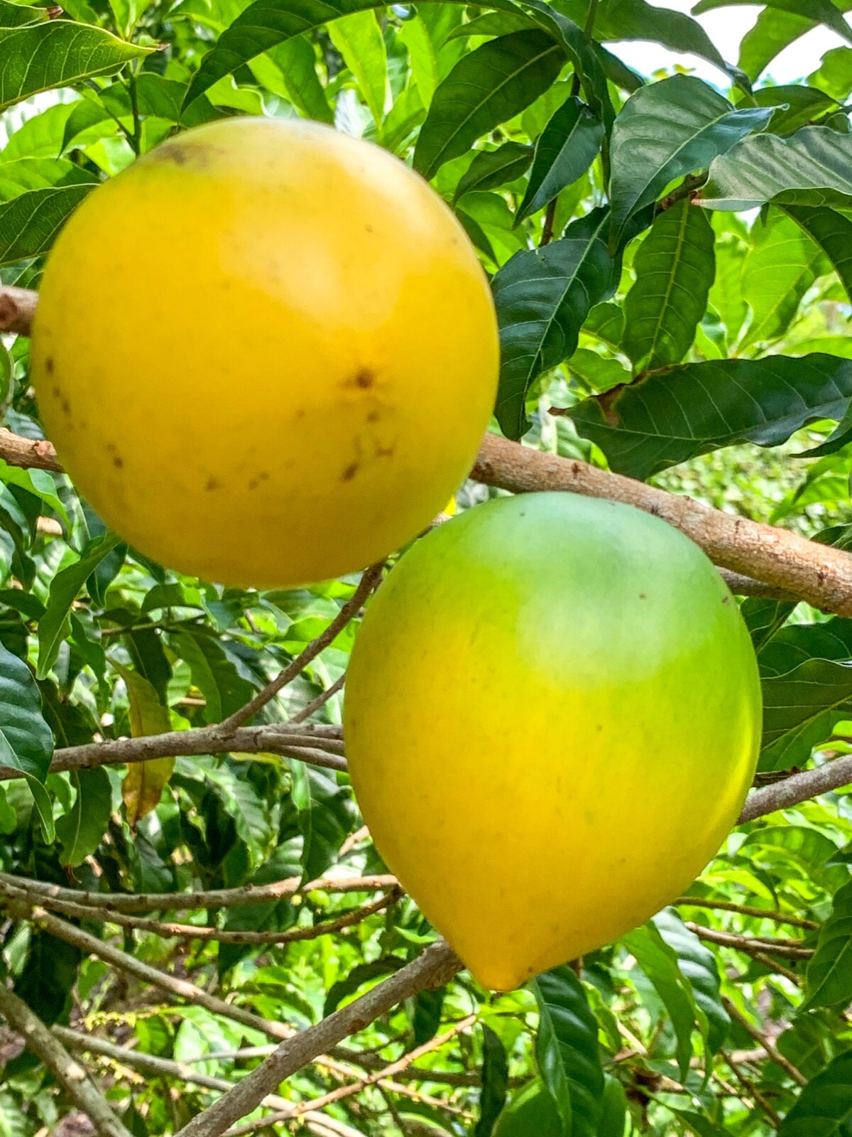 2 ft tall Abiu tree shipping with pot ( available ship to California ...