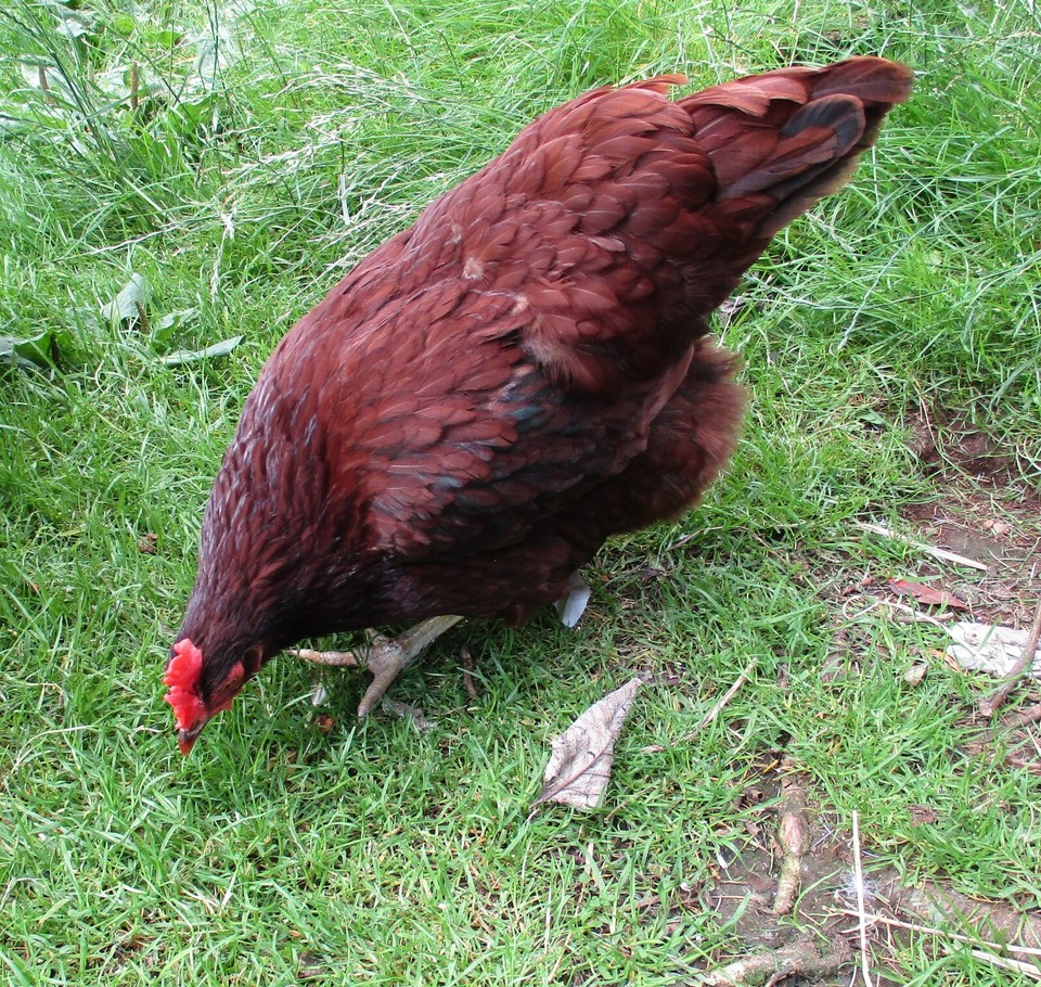 6 Rhode Island Red Hatching Eggs LF | eBay