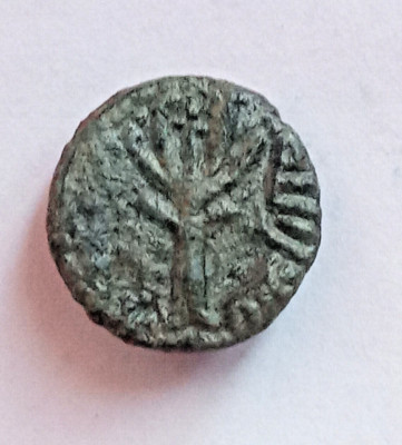 Antica, Judea Coin with a palm tree. Ancient coins of Israel, Coins of ...