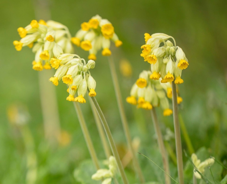 Cowslip Primula Flower - PRIMULA VERIS - Dried Tea Herb EU SELLER | eBay