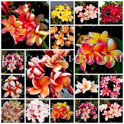 50 SEEDS PLUMERIA FRANGIPANI RUBRA MIXED / ASSORTED COLOURS SET 1 FREE ...