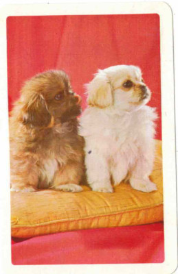 Woolworth's Puppies Bridge Playing Card Deck | eBay