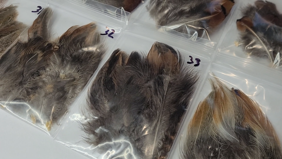 PHEASANT TAIL FEATHERS - U PICK - Various Feather Packs - Fly Tying ...