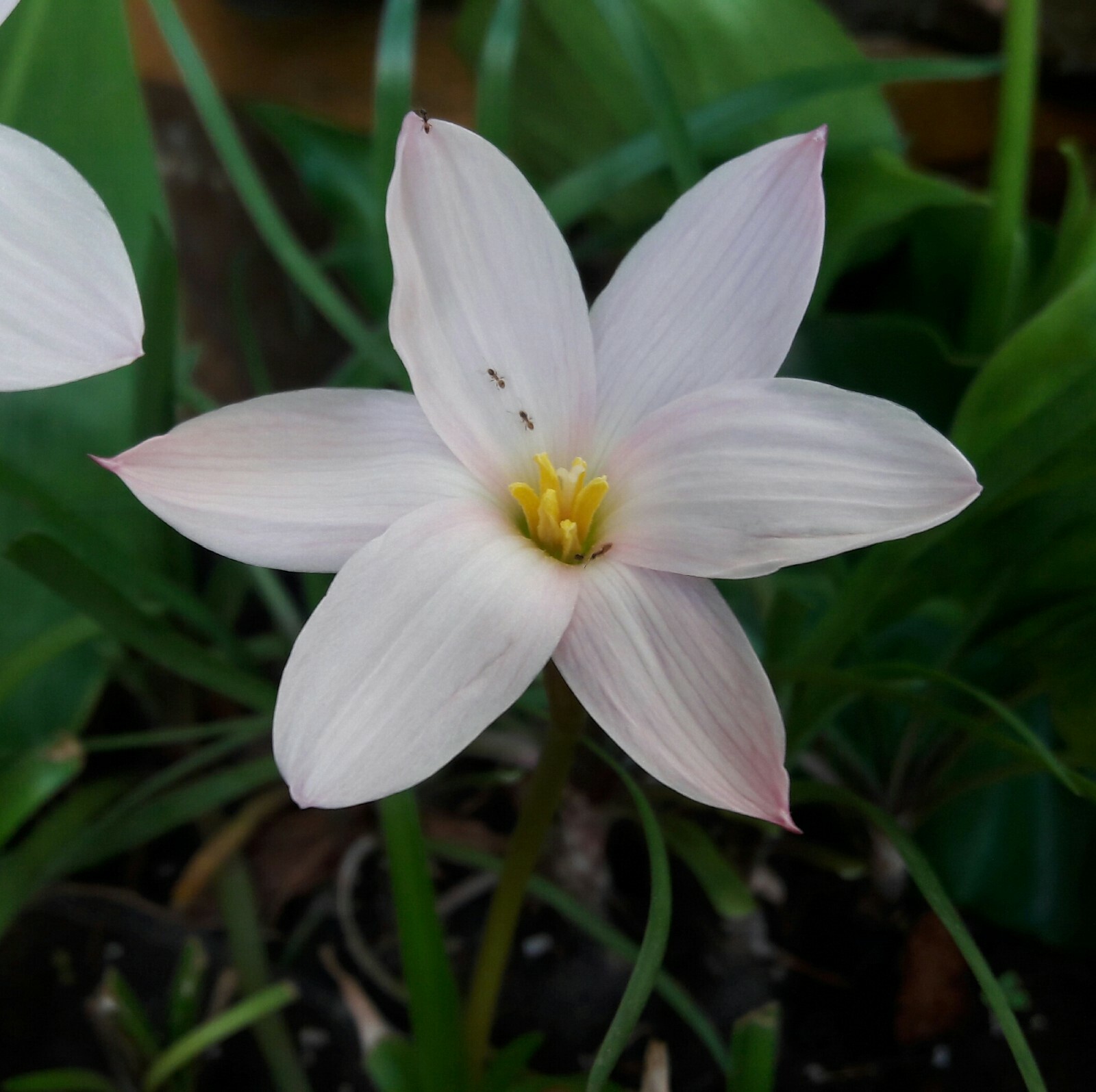 Rain Lily Bulb🧕Zephyranthes 'MumMum Leng'👨Rainflower Fairy Lily ...