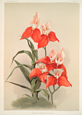 Disa Grandiflora By Joseph Sander Floral Print | eBay Australia