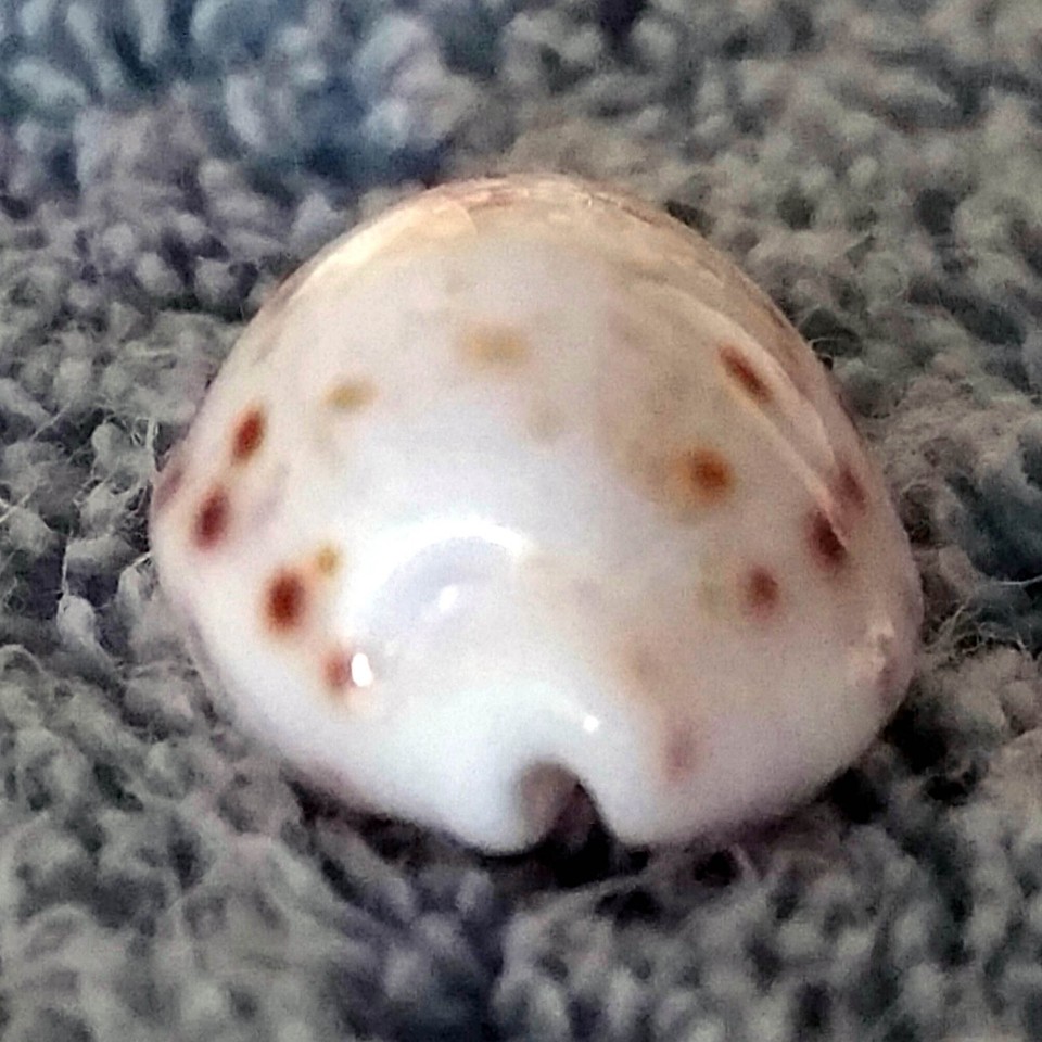 Cypraea Rashleighana #1 22.3mm ULTRA-RARE! LIVE COLLECTED from Hawaii ...