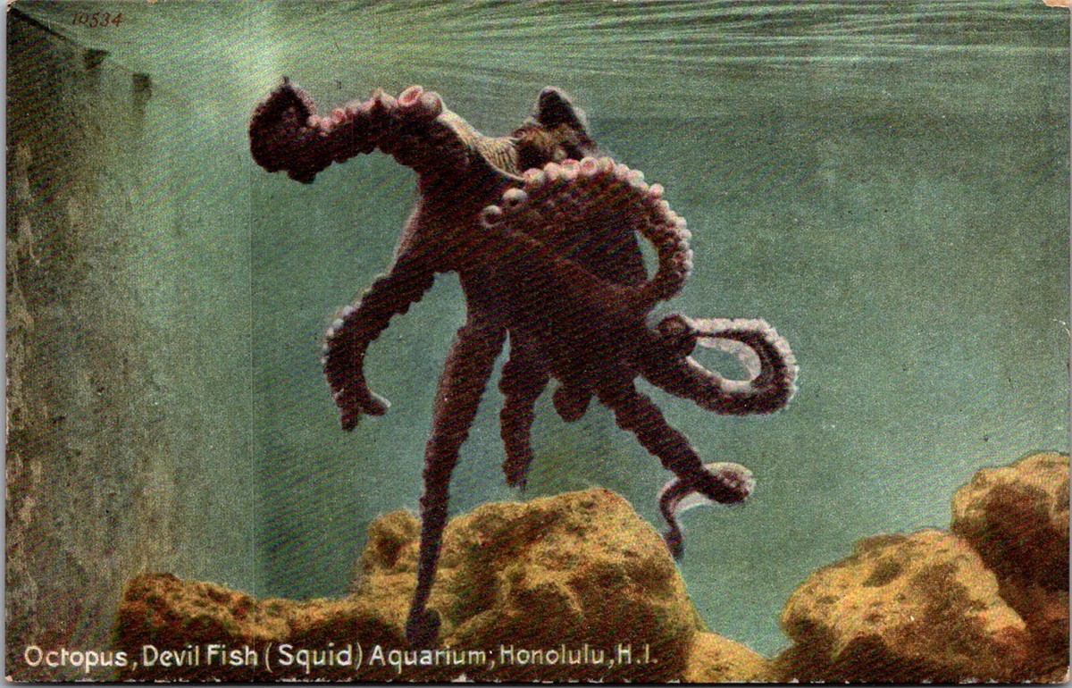 Giant Devilfish Octopus