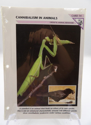 Wildlife Fact File - Card 14 Cannibalism in Animals Sealed Packet 22 ...