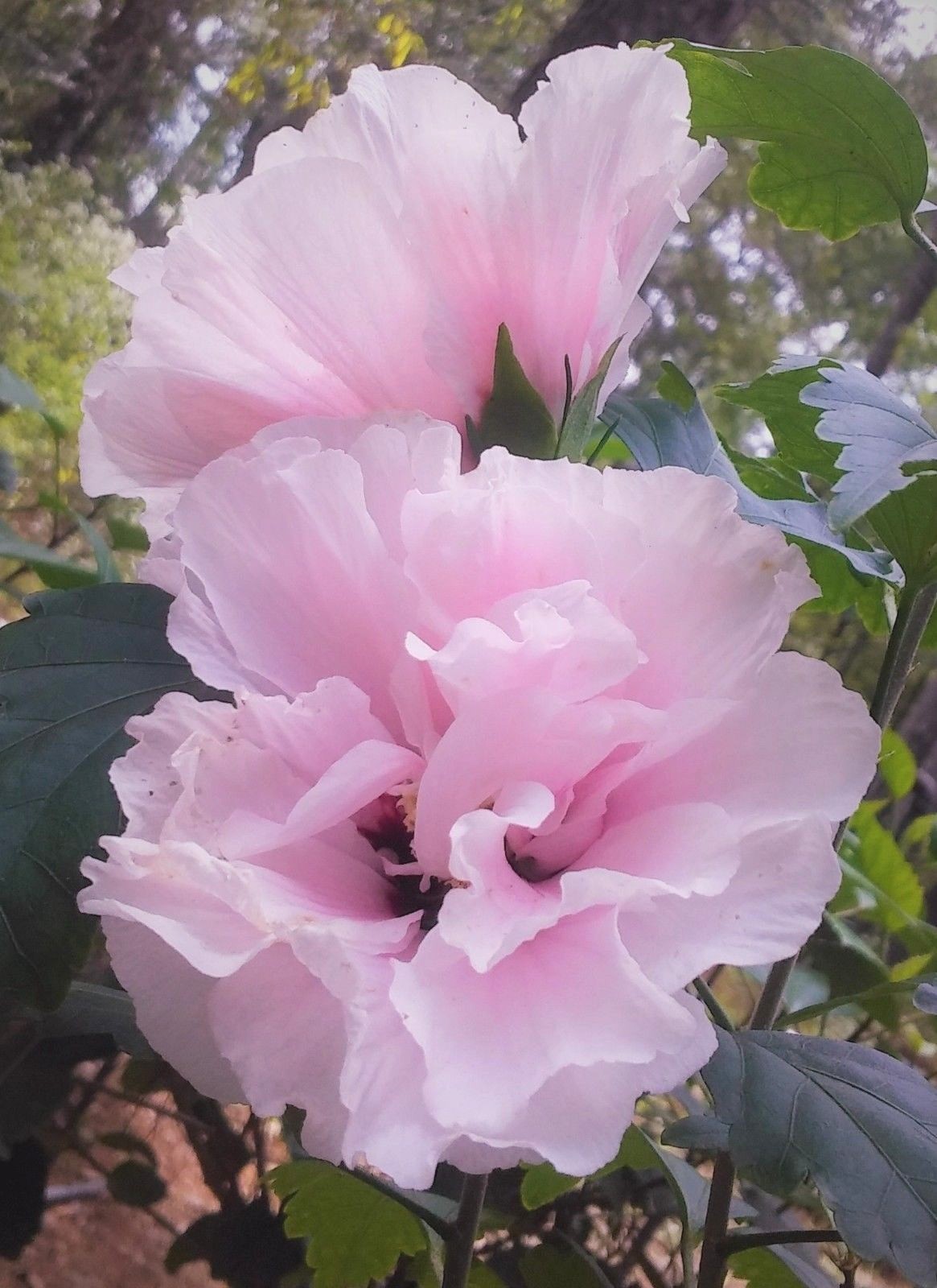LIVE PLANT DOUBLE SOLID PINK FLOWERS 1/2' to 1' ALTHEA ROSE OF SHARON ...
