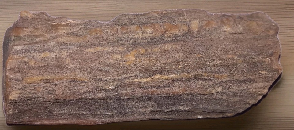 Nice Green Petrified Wood Rough Specimen | eBay