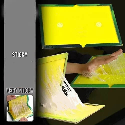 Glue Traps Non-Toxic Super Sticky Insect Catcher NOT for MICE, MOUSE ...
