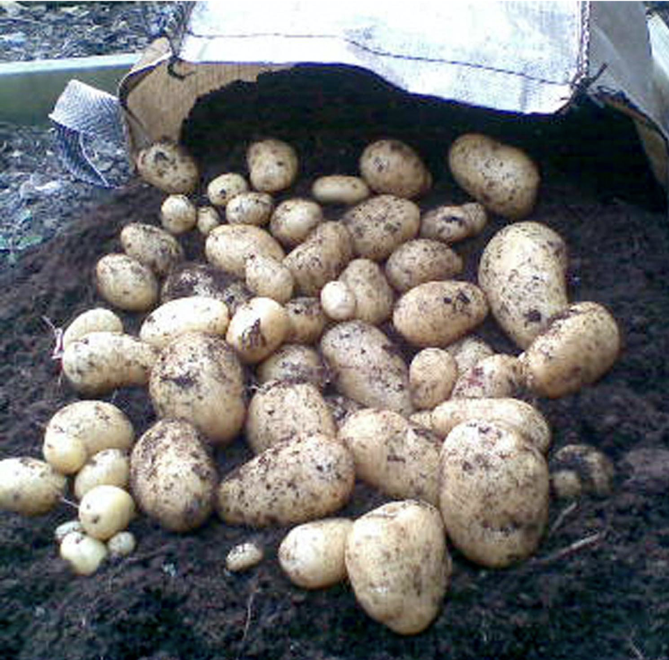 Certified Seed Potatoes -Scottish Basic Seed Potatoes X12 Tubers for ...