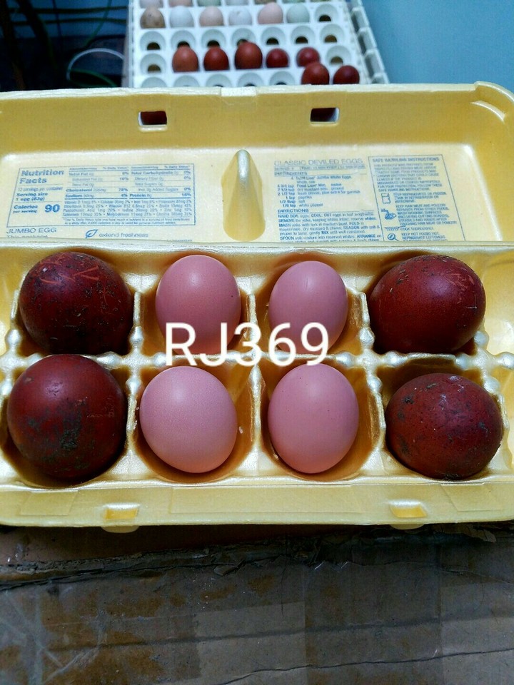 ♡LAVENDER PINK Copper Marans Fertile Hatching Egg Beautiful EXOTIC ...