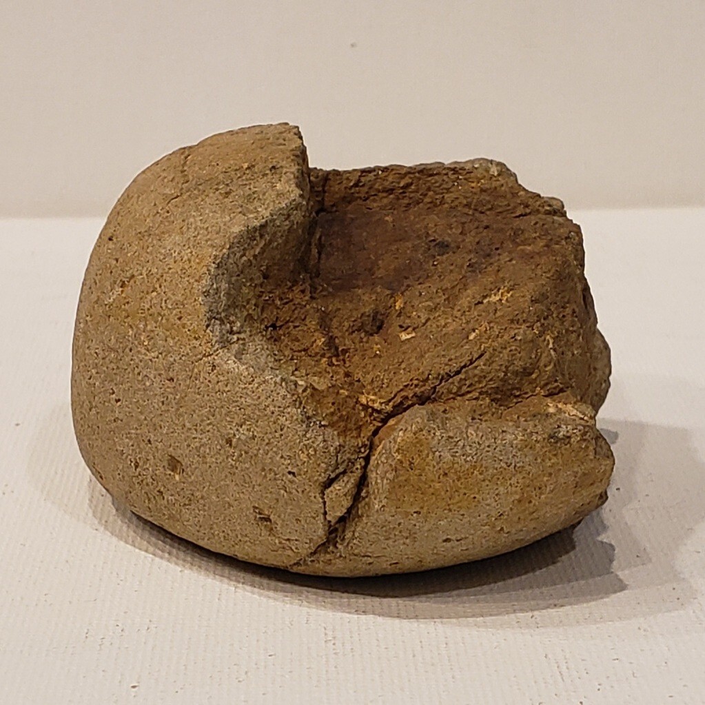 Prehistoric Fossilized California Avocado | eBay