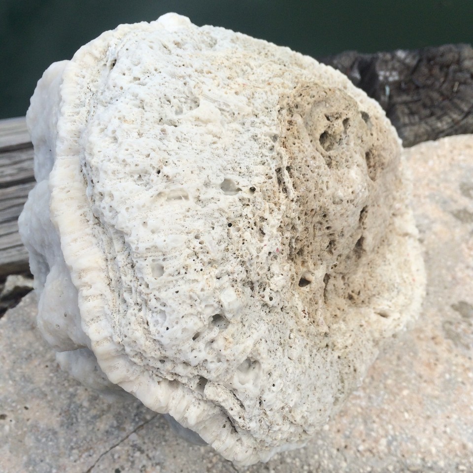 Natural LARGE Caribbean HEAVY Coral Fossil, Ocean Salt Water Heavy ...