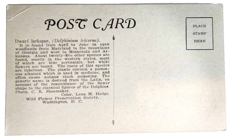 Postcard - Dwarf Larkspur - Wild Flower Preservation Society ...