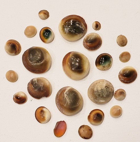 Cat's Eye Seashells Australian from WWII era | eBay