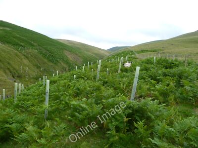 Photo 6x4 By Roughten Gill Threlkeld Newly planted native trees line ...