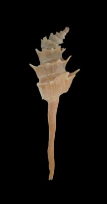 Sea shells Columbarium pagoda 66mm RARE | eBay