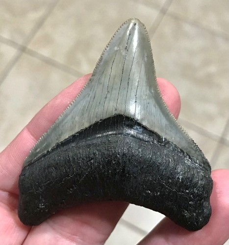 HUMONGOUSLY SWEET POSTERIOR -S.W.FLORIDA LAND FIND- MEGALODON ...
