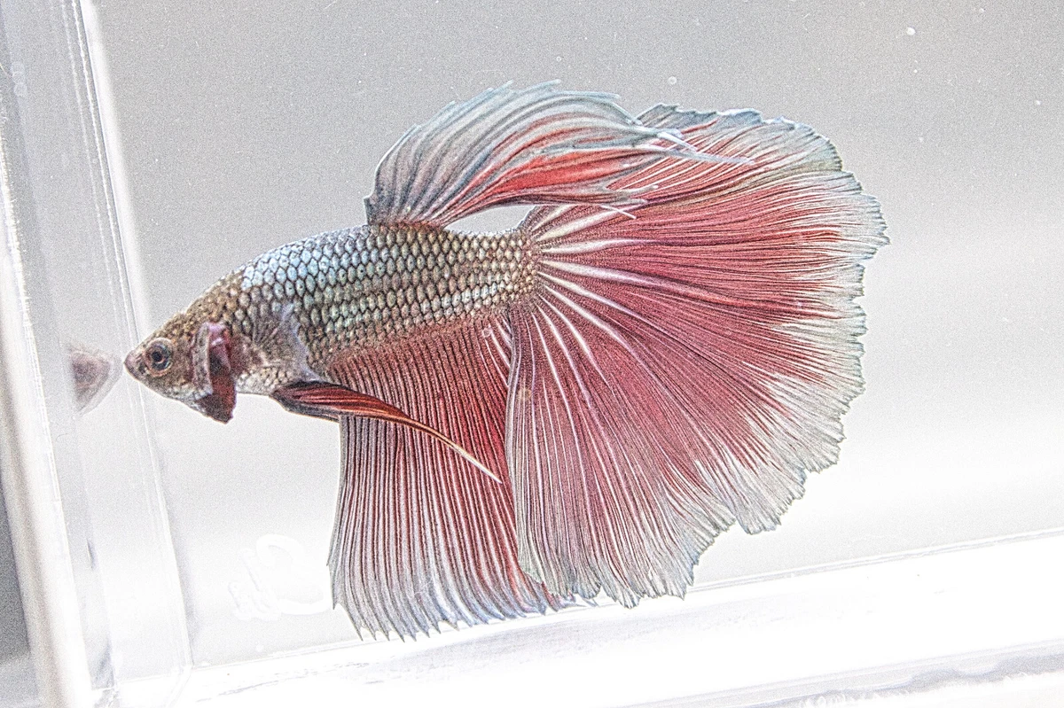 Dragonscale Halfmoon Betta