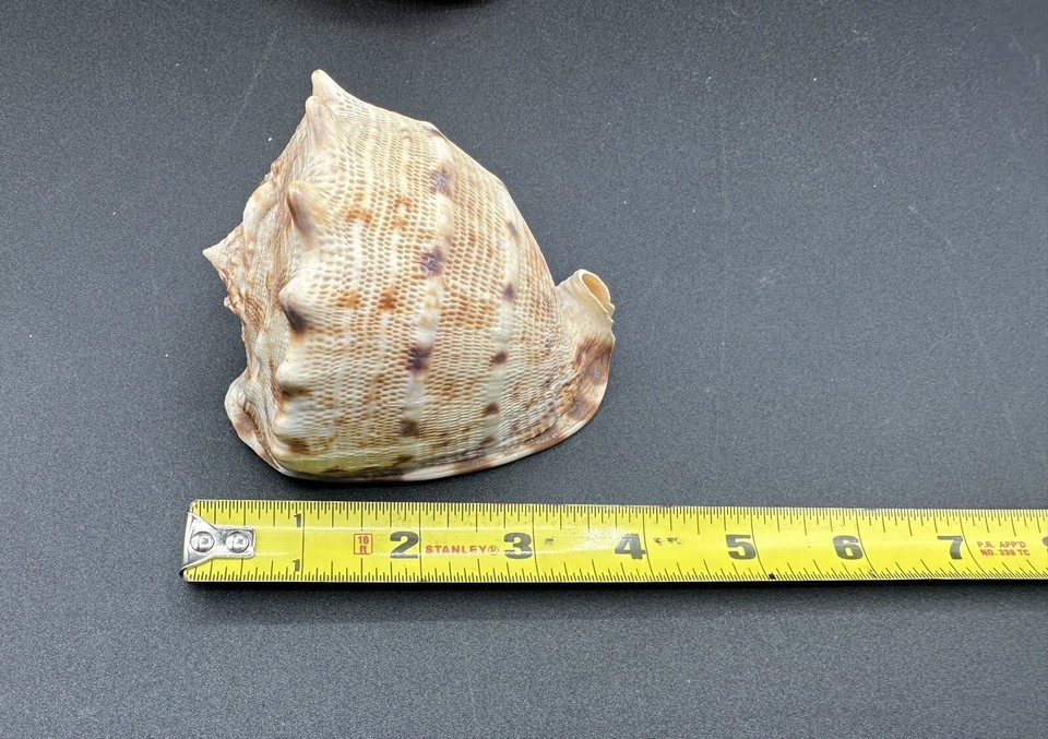 Triton Trumpet Seashell, Bullmouth Helmet, Cassis Cornuta Helmet Shell ...