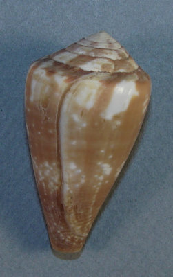 CONUS RATTUS TAITENSIS 44.74mm BEAUTIFUL SPECIMEN Tahiti | eBay