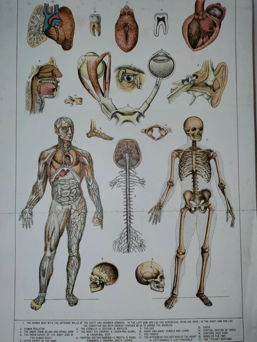 Human Anatomy Right Side View