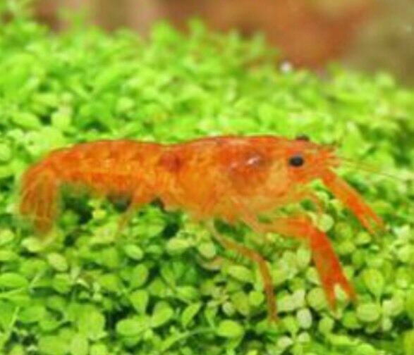 Mexican Orange Dwarf Crayfish Lobster Buy 2 Get One for sale online | eBay