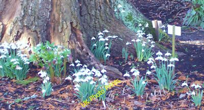 Photo 6x4 Savill Garden, Snowdrops Egham Wick A bunch of snowdrops in ...