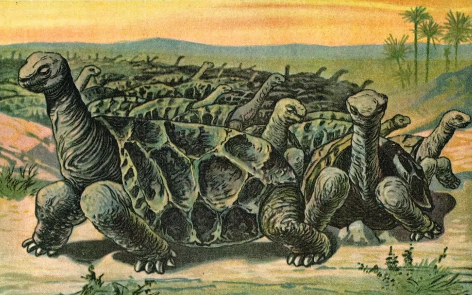 Saddleback Giant Tortoise Prehistoric Extinct Reptile Antique ...