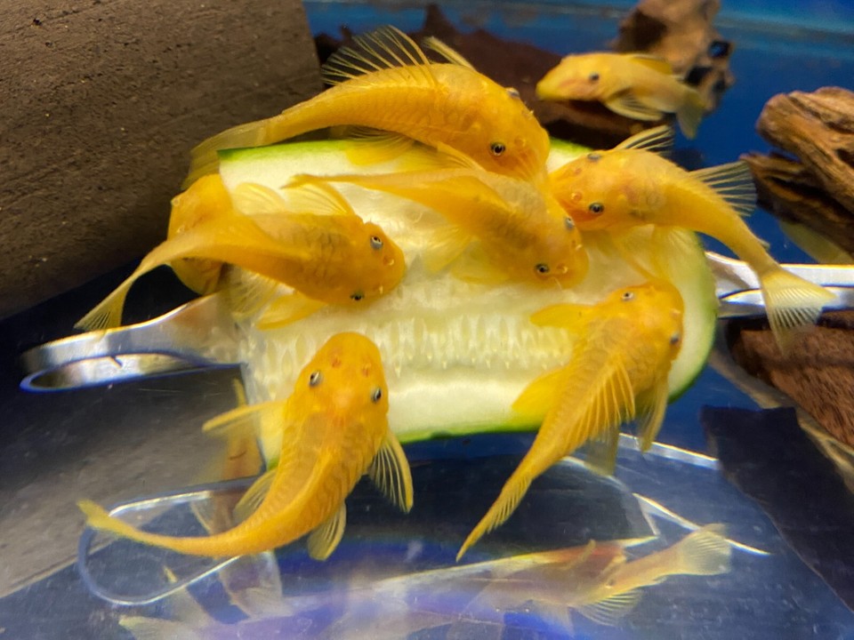 BLUE EYE LEMON YELLOW L144 Bristlenose Plecostomus 1-1/2 inch+ (2 Pack ...