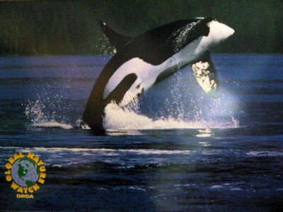 Poster Global Nature Watch Orca | eBay Australia
