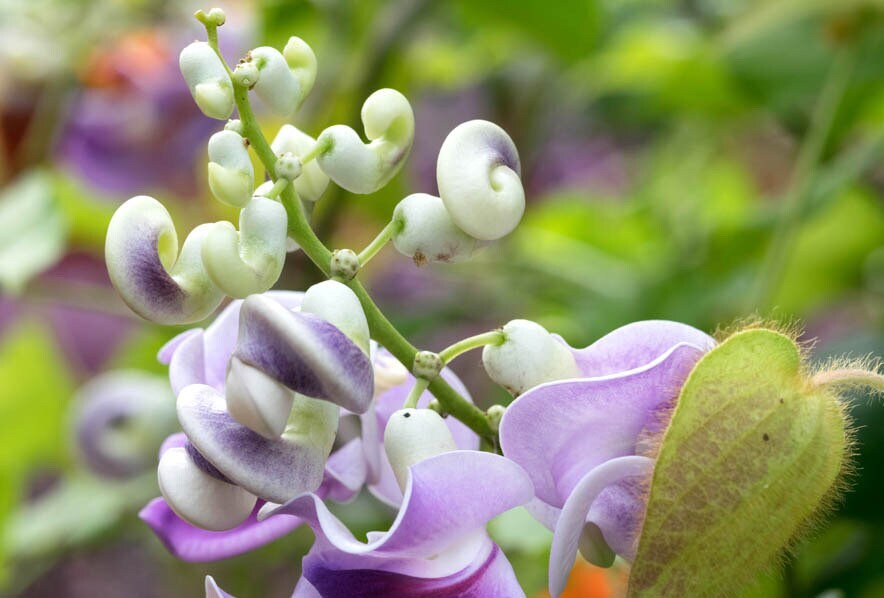 Snail Vine Seeds ~ Vigna Caracalla ~ Fragrant ~ Garden ~ Exotic ...