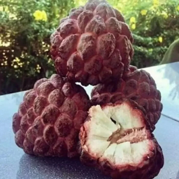 Grafteed Red Sugar Apple (Annona Squamosa ) Fruit Tree Free Phitosanitary | eBay