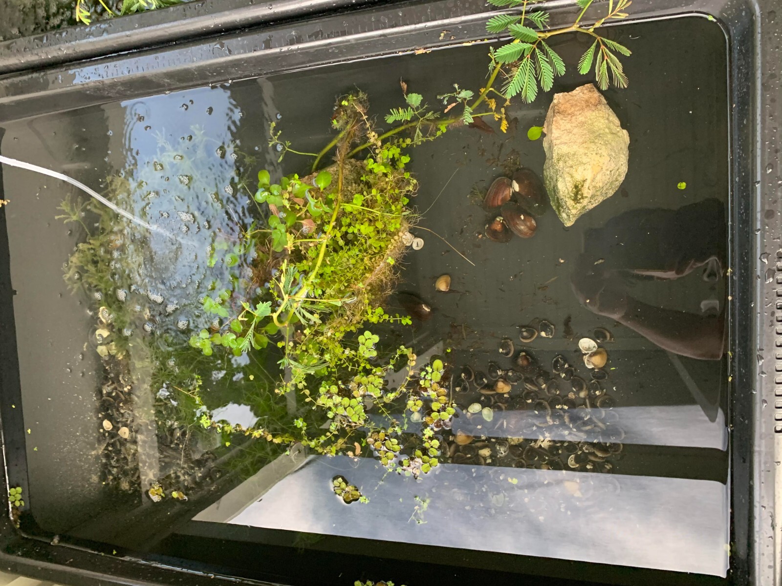 Live Freshwater Clams and Mussels bio filter Aquariums Ponds cleaner ...