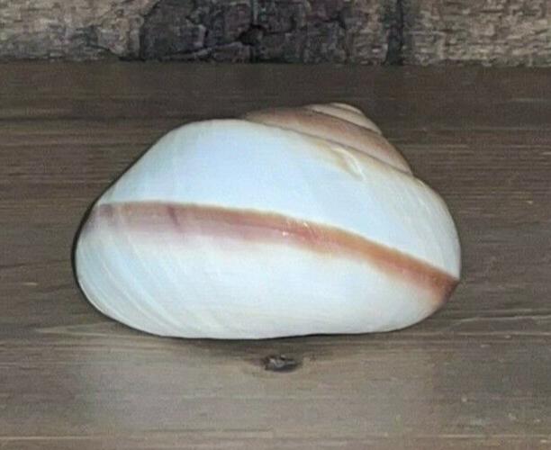 White Brown Shell Conch Bread Snail Beach Nautical Ocean Decor Home ...