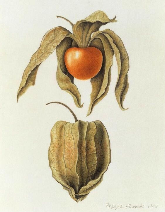 Ground Cherry Seeds ~Physalis Peruviana~ Cape Gooseberry Inca Berry ...