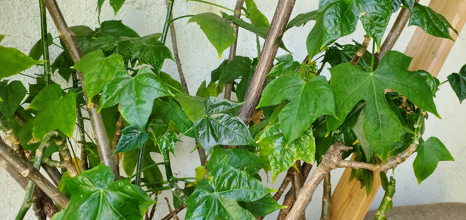 Chaya organic large mature plants. Spinach tree. Super Food | eBay