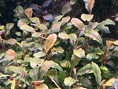 ON SALE! Bucephalandra Emerald 1 Steam (3-5 leaves) Aquarium Plants | eBay