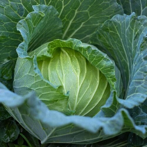 2 grams First-Rate Early Round Dutch Cabbage Seeds-A 34 Approximately ...