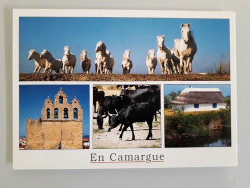 Carte postale En Camargue- Au Pays des Gardians - Manade & Clocher Ste ...