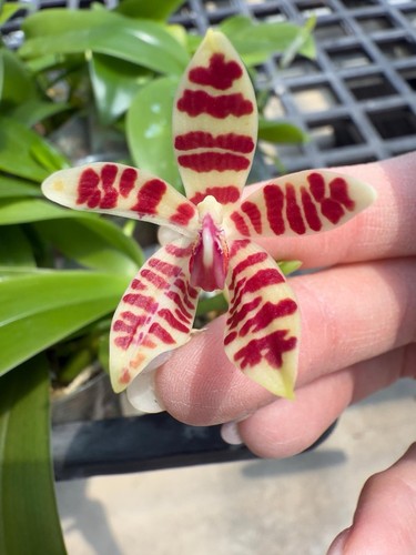 Phal. maculata x Phal. 'blue' speciosa | eBay