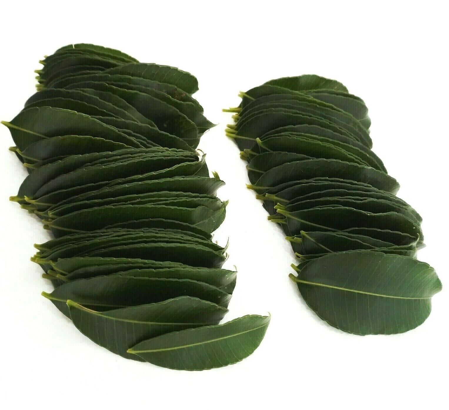 Dried Ambarella/Spondias Dulcis Leaves Natural Organic Healthy Herbal ...