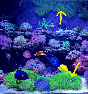 4x Frags of Live GSP Green Star Polyp Coral Perfect for Sand Bed Or ...