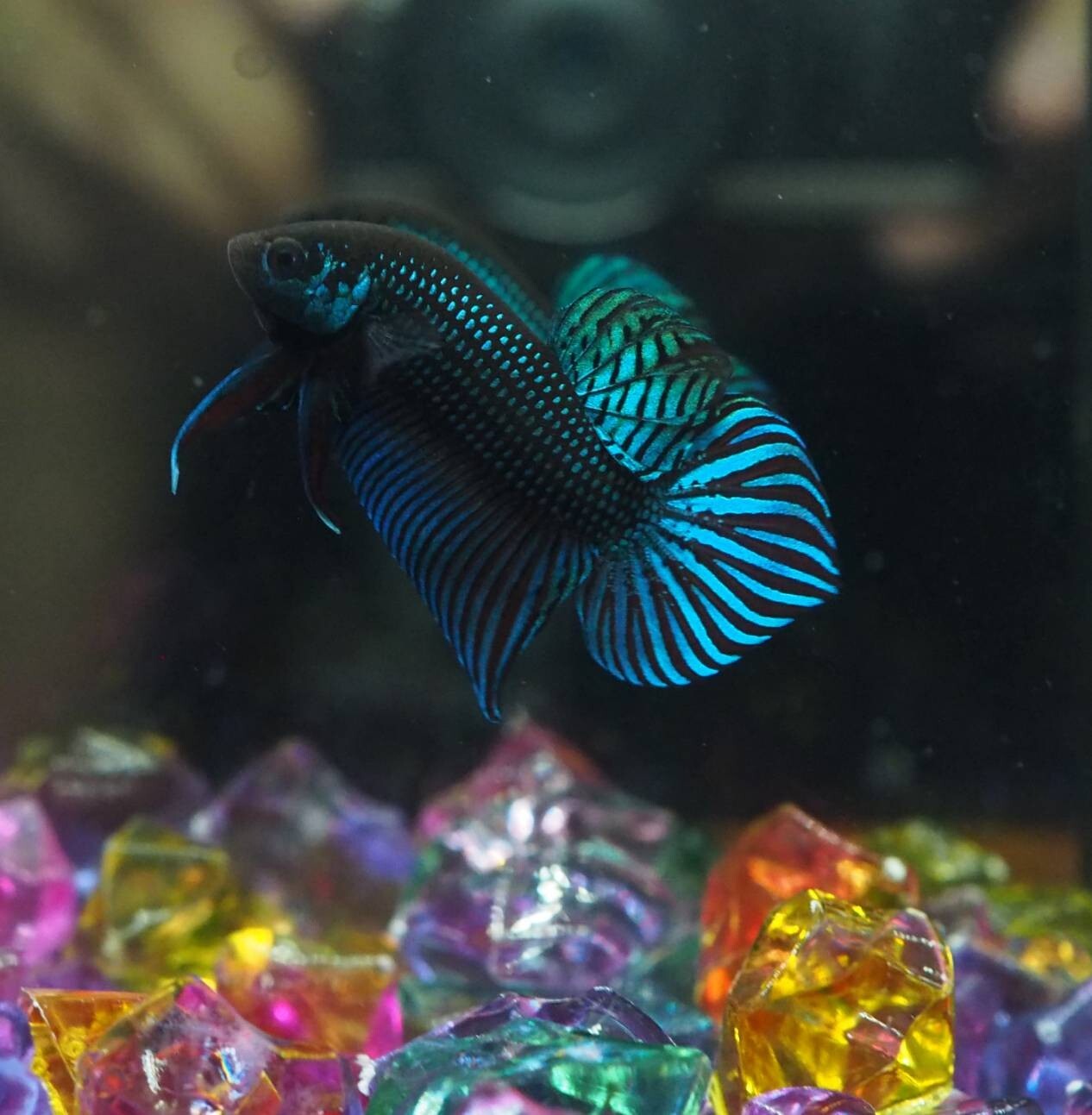 Wild Live Betta Fish Green Mahachai Male High Quality Grade Wild Betta ...