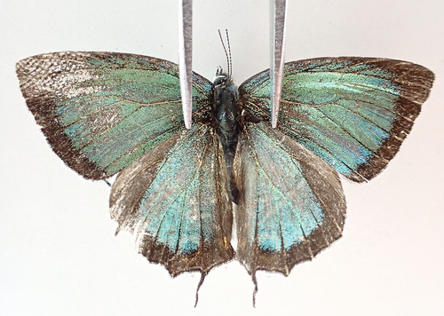 L7017. Unmounted butterflies: Lycaenidae sp. Vietnam. Ha Giang | eBay